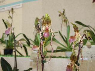 世界らん展日本大賞2008 パフィオペディルム 多花性種 Japan Grand Prix International Orchid ...