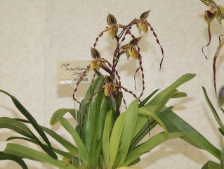 世界らん展日本大賞2008 パフィオペディルム 多花性種 Japan Grand Prix International Orchid ...