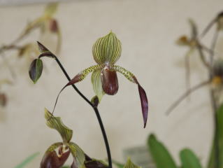 世界らん展日本大賞2008 パフィオペディルム 多花性種 Japan Grand Prix International Orchid ...