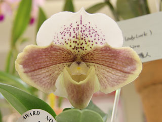 第1回 関西らんフェスタ メダル受賞花 1st Kansai Orchid Festa JOGA Judgement