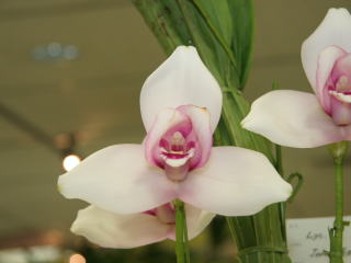 第3回 関西らんフェスタ リカステ 3rd Kansai Orchid Festa Lycaste
