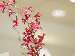 第4回 関西らんフェスタ 5大属以外の展示から 4th Kansai Orchid Festa