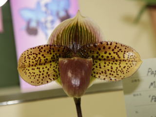 関西らんフェスタ2009 パフィオペディルム Kansai Orchid Festa 2009 Paphiopedilum