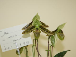関西らんフェスタ2009 パフィオペディルム Kansai Orchid Festa 2009 Paphiopedilum