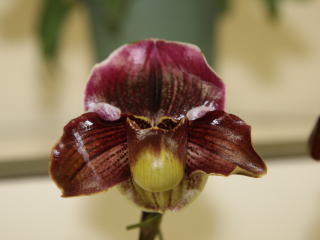 関西らんフェスタ2009 パフィオペディルム Kansai Orchid Festa 2009 Paphiopedilum