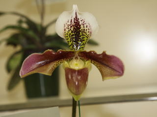 関西らんフェスタ2009 パフィオペディルム Kansai Orchid Festa 2009 Paphiopedilum