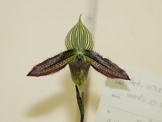 関西らんフェスタ2009 パフィオペディルム Kansai Orchid Festa 2009 Paphiopedilum