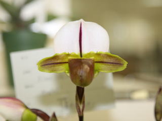 関西らんフェスタ2009 パフィオペディルム Kansai Orchid Festa 2009 Paphiopedilum