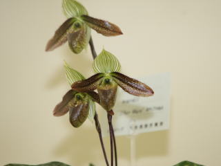 関西らんフェスタ2009 パフィオペディルム Kansai Orchid Festa 2009 Paphiopedilum