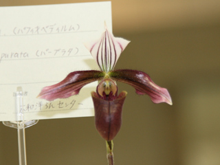 関西らんフェスタ2009 パフィオペディルム Kansai Orchid Festa 2009 Paphiopedilum