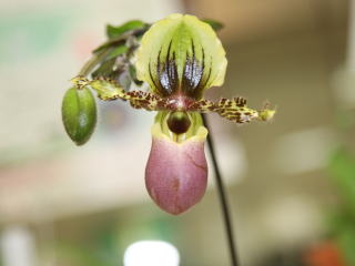 関西らんフェスタ2009 パフィオペディルム Kansai Orchid Festa 2009 Paphiopedilum