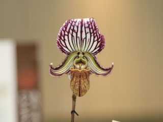 関西らんフェスタ2009 パフィオペディルム Kansai Orchid Festa 2009 Paphiopedilum