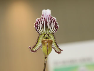 関西らんフェスタ2009 パフィオペディルム Kansai Orchid Festa 2009 Paphiopedilum