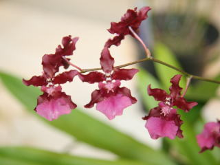 京葉洋ラン同好会さん主催 第10回秋の洋ラン展2006