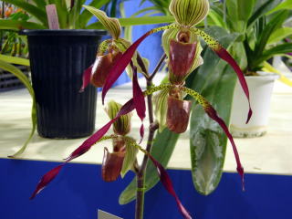 神戸らん展2002 パフィオ交配種 International Orchid Fair Kobe 2002 Paphiopedilum Hybrids