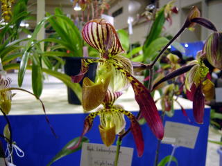 神戸らん展2002 パフィオ交配種 International Orchid Fair Kobe 2002 Paphiopedilum Hybrids