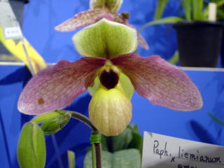 神戸らん展2002 パフィオ交配種 International Orchid Fair Kobe 2002 Paphiopedilum Hybrids
