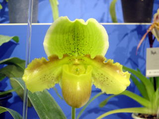 神戸らん展2002 パフィオ交配種 International Orchid Fair Kobe 2002 Paphiopedilum Hybrids