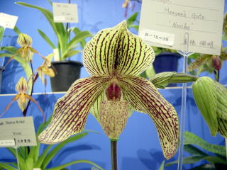 神戸らん展2002 パフィオ交配種 International Orchid Fair Kobe 2002 Paphiopedilum Hybrids