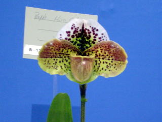 神戸らん展2002 パフィオ交配種 International Orchid Fair Kobe 2002 Paphiopedilum Hybrids