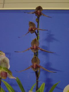 神戸らん展2003 パフィオペディラム International Orchid Fair Kobe 2003 Paphiopedilum