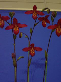 神戸らん展2003 パフィオペディラム International Orchid Fair Kobe 2003 Paphiopedilum