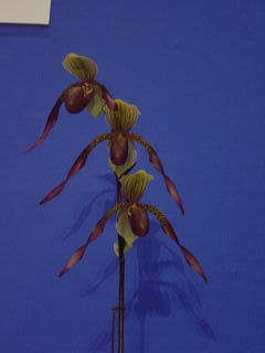 神戸らん展2003 パフィオペディラム International Orchid Fair Kobe 2003 Paphiopedilum