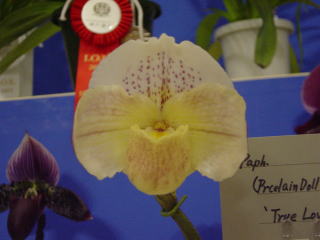神戸らん展2003 パフィオペディラム International Orchid Fair Kobe 2003 Paphiopedilum