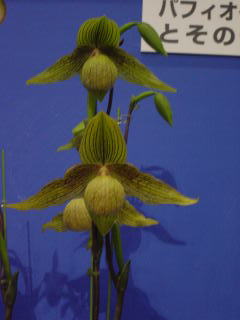 神戸らん展2003 パフィオペディラム International Orchid Fair Kobe 2003 Paphiopedilum