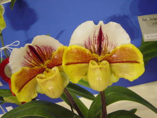 神戸らん展2003 パフィオペディラム International Orchid Fair Kobe 2003 Paphiopedilum