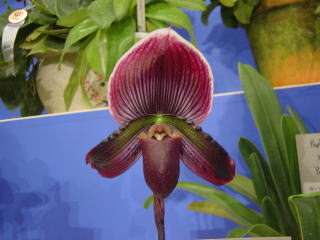 神戸らん展2003 パフィオペディラム International Orchid Fair Kobe 2003 Paphiopedilum