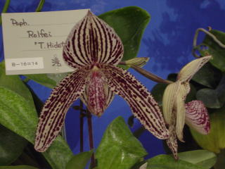 神戸らん展2003 パフィオペディラム International Orchid Fair Kobe 2003 Paphiopedilum