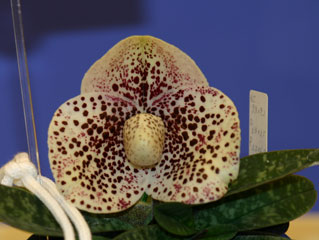 神戸らん展2004 パフィオ原種 プライマリー International Orchid Fair Kobe 2004 Paph ...