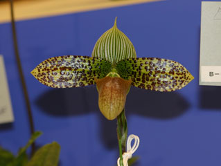 神戸らん展2004 パフィオ原種 プライマリー International Orchid Fair Kobe 2004 Paph ...