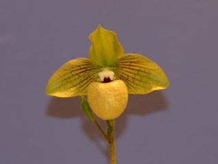 神戸らん展2004 パフィオ原種 プライマリー International Orchid Fair Kobe 2004 Paph ...