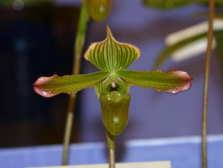 神戸らん展2004 パフィオ原種 プライマリー International Orchid Fair Kobe 2004 Paph ...