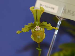 神戸らん展2004 パフィオ原種 プライマリー International Orchid Fair Kobe 2004 Paph ...