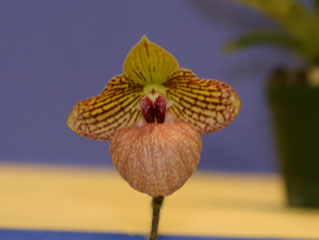神戸らん展2004 パフィオ原種 プライマリー International Orchid Fair Kobe 2004 Paph ...