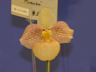 神戸らん展2004 パフィオ原種 プライマリー International Orchid Fair Kobe 2004 Paph ...