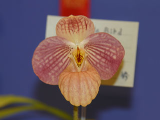 神戸らん展2004 パフィオ原種 プライマリー International Orchid Fair Kobe 2004 Paph ...