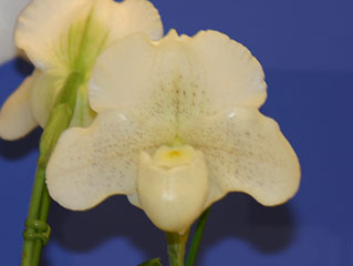 神戸らん展2004 パフィオ交配種 International Orchid Fair Kobe 2004 Paph Hybrids
