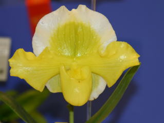 神戸らん展2004 パフィオ交配種 International Orchid Fair Kobe 2004 Paph Hybrids
