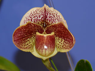 神戸らん展2004 パフィオ交配種 International Orchid Fair Kobe 2004 Paph Hybrids