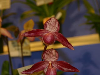 神戸らん展2004 パフィオ原種 プライマリー International Orchid Fair Kobe 2004 Paph ...