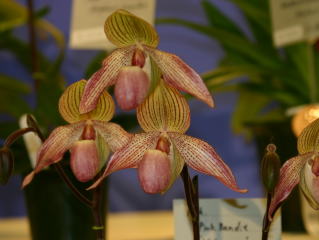 神戸らん展2004 パフィオ原種 プライマリー International Orchid Fair Kobe 2004 Paph ...