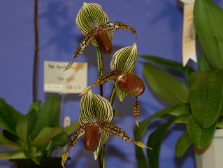 神戸らん展2004 パフィオ原種 プライマリー International Orchid Fair Kobe 2004 Paph ...