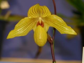 神戸らん展2004 パフィオ原種 プライマリー International Orchid Fair Kobe 2004 Paph ...