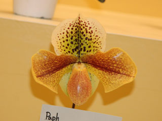 神戸らん展2005 パフィオ 交配種 International Orchid Fair Kobe 2005 Paph Hybrids