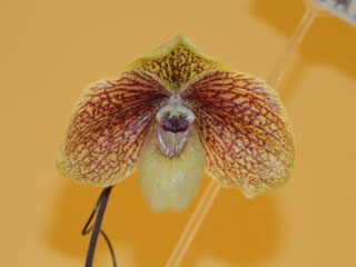神戸らん展2005 パフィオ 交配種 International Orchid Fair Kobe 2005 Paph Hybrids
