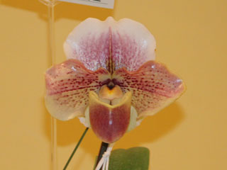 神戸らん展2005 パフィオ 交配種 International Orchid Fair Kobe 2005 Paph Hybrids